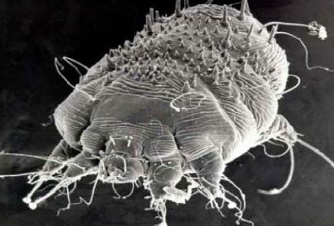 Gale en collectivité : informations et conduites à tenir | Agence ...